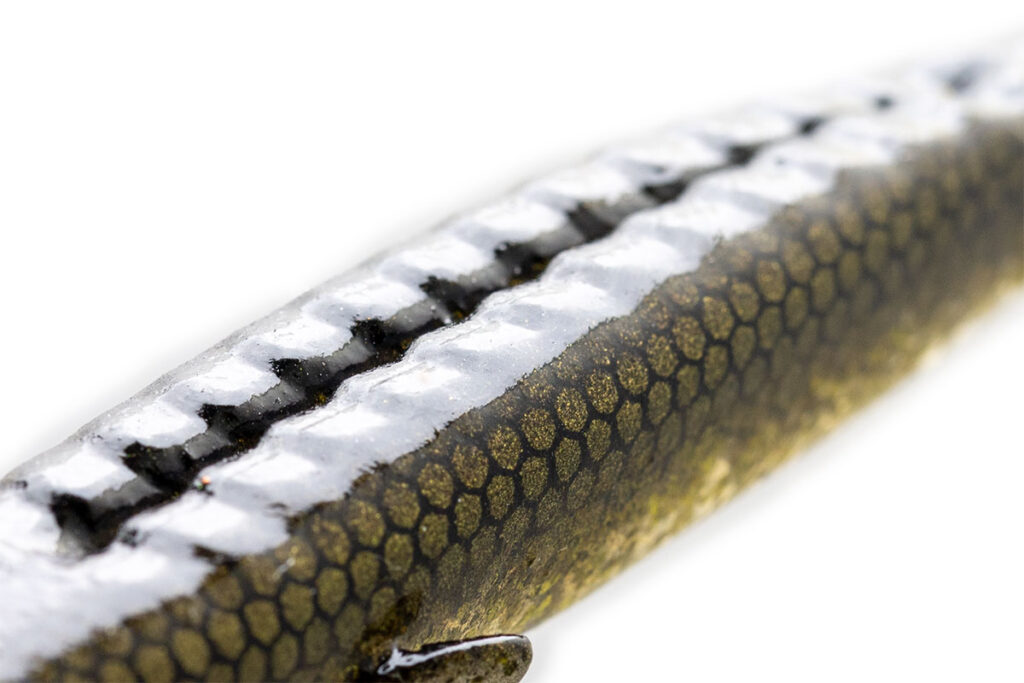 ケルト | ECOGEAR | ECOGEAR